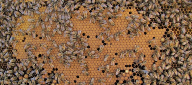 Power Bee Boost - Deep Brood Frame and Nurse Bees | Carp's Bees