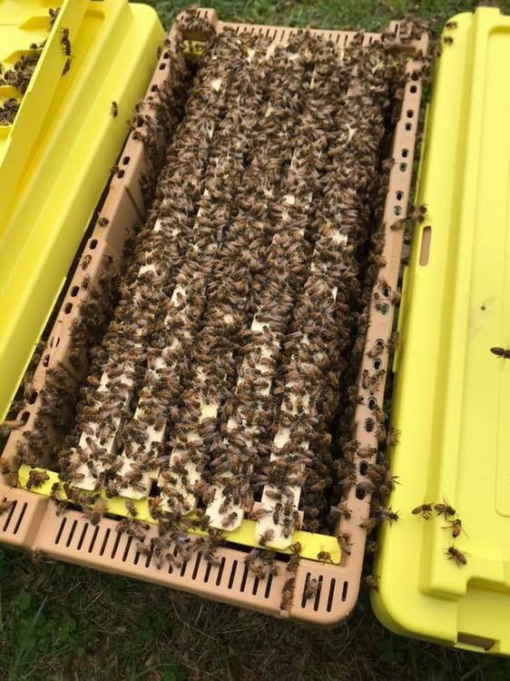 Nuc Pre-order Deposit for 2025 Season ($50) | Carp's Bees