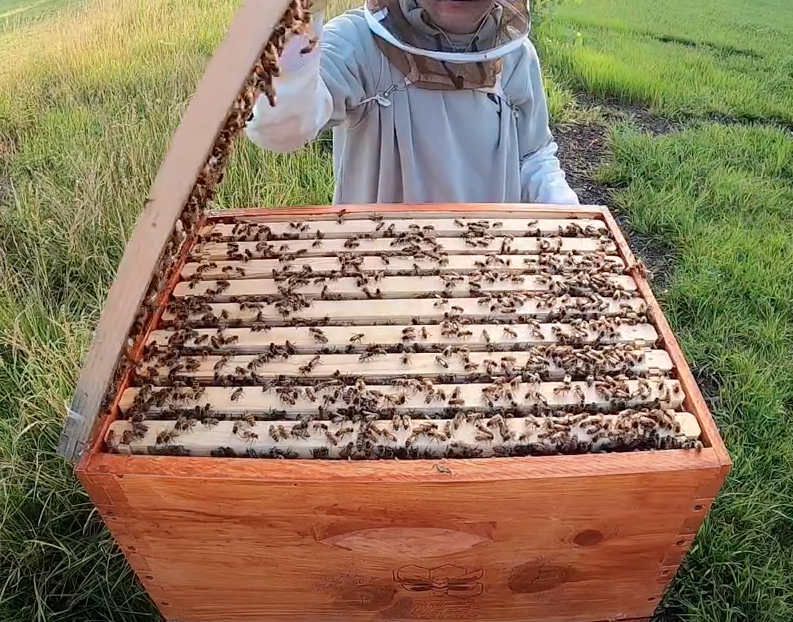 10-Frame Deep Hive Box of Bees | Carp's Bees