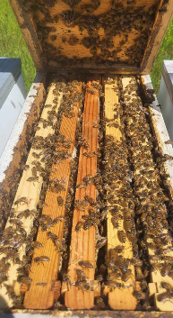 Nuc 5-Frame (2025 Season) | Carp's Bees